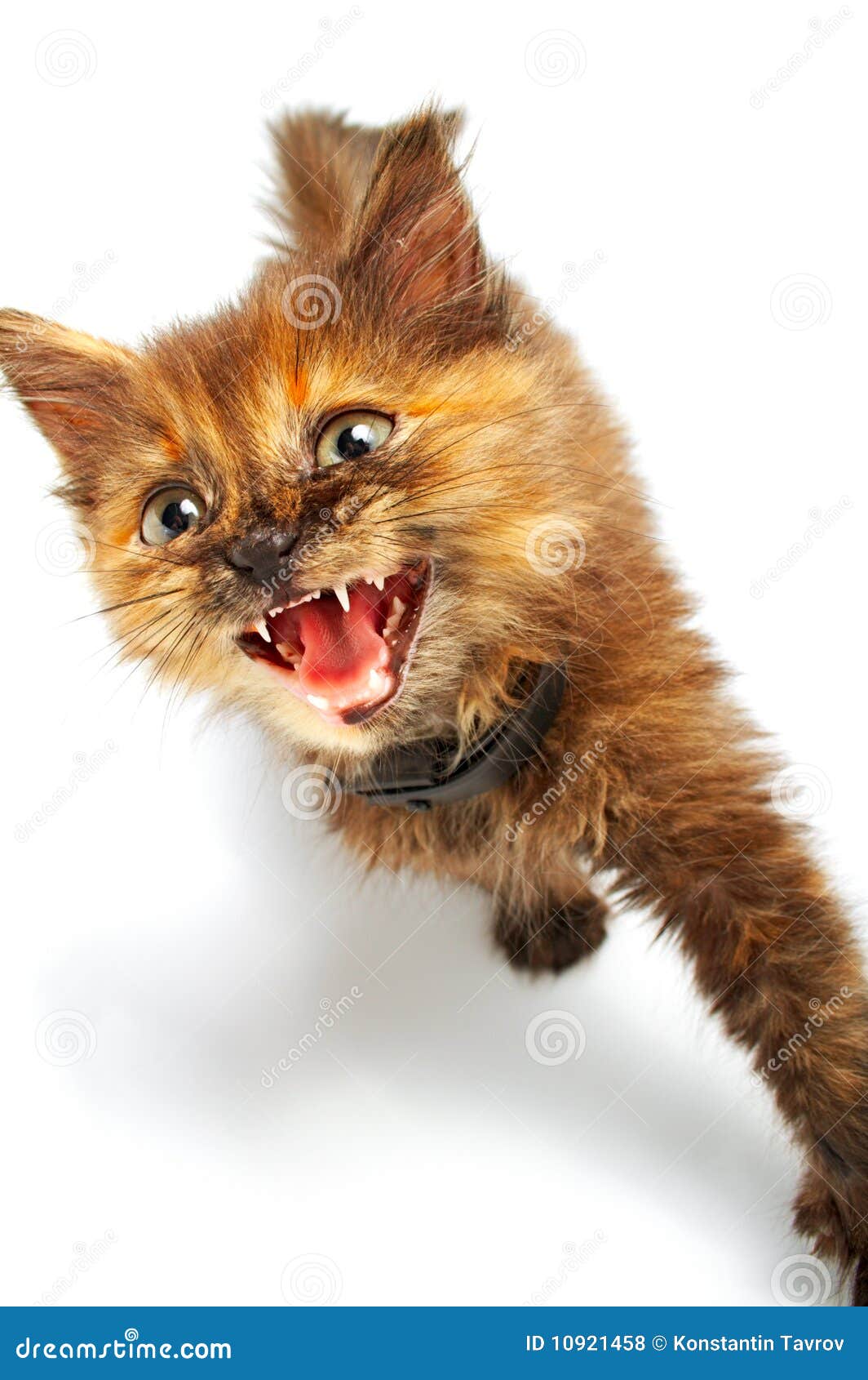Small kitty stock photo. Image of beauty, mouth, kitten - 10921458