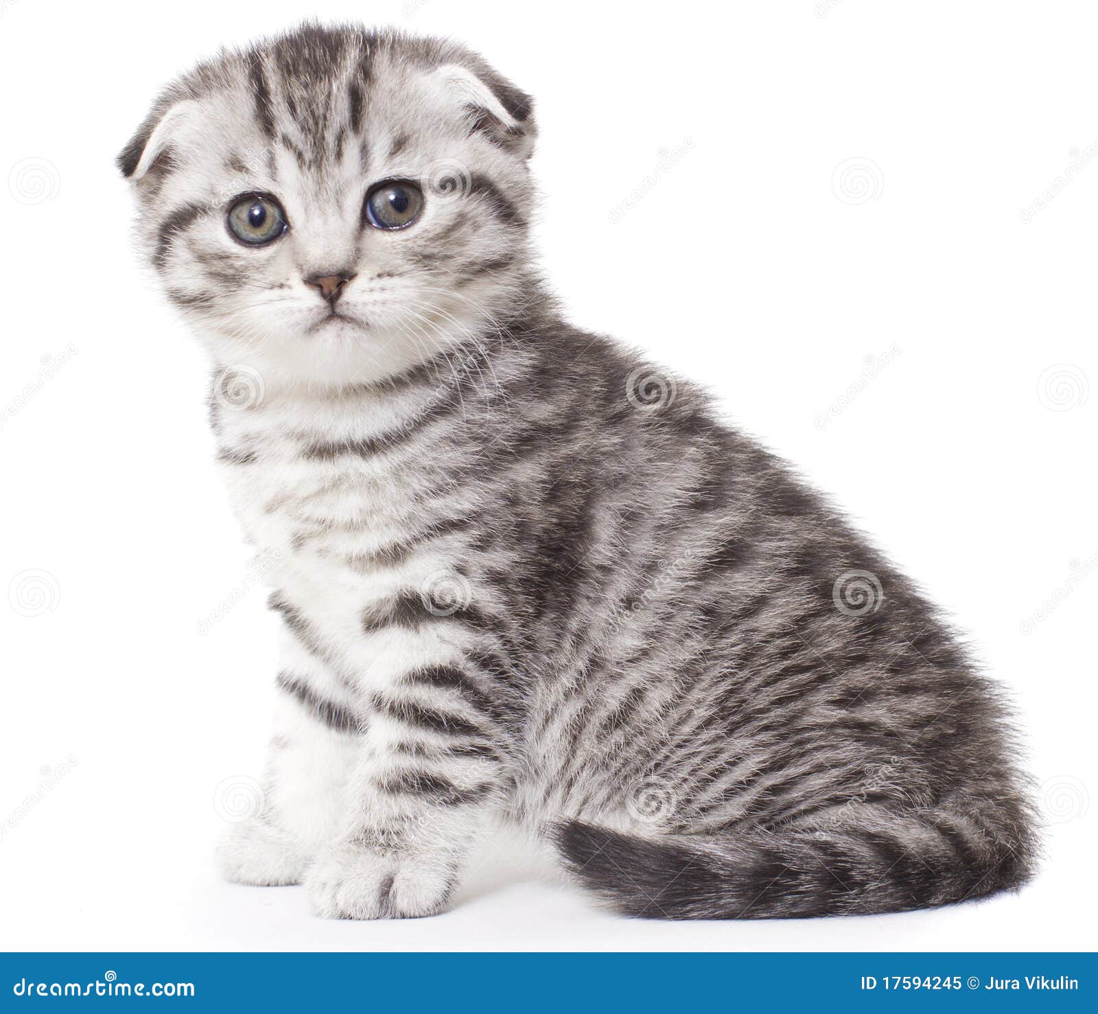Small kitty stock image. Image of gaze, grabbing, furry - 17594245
