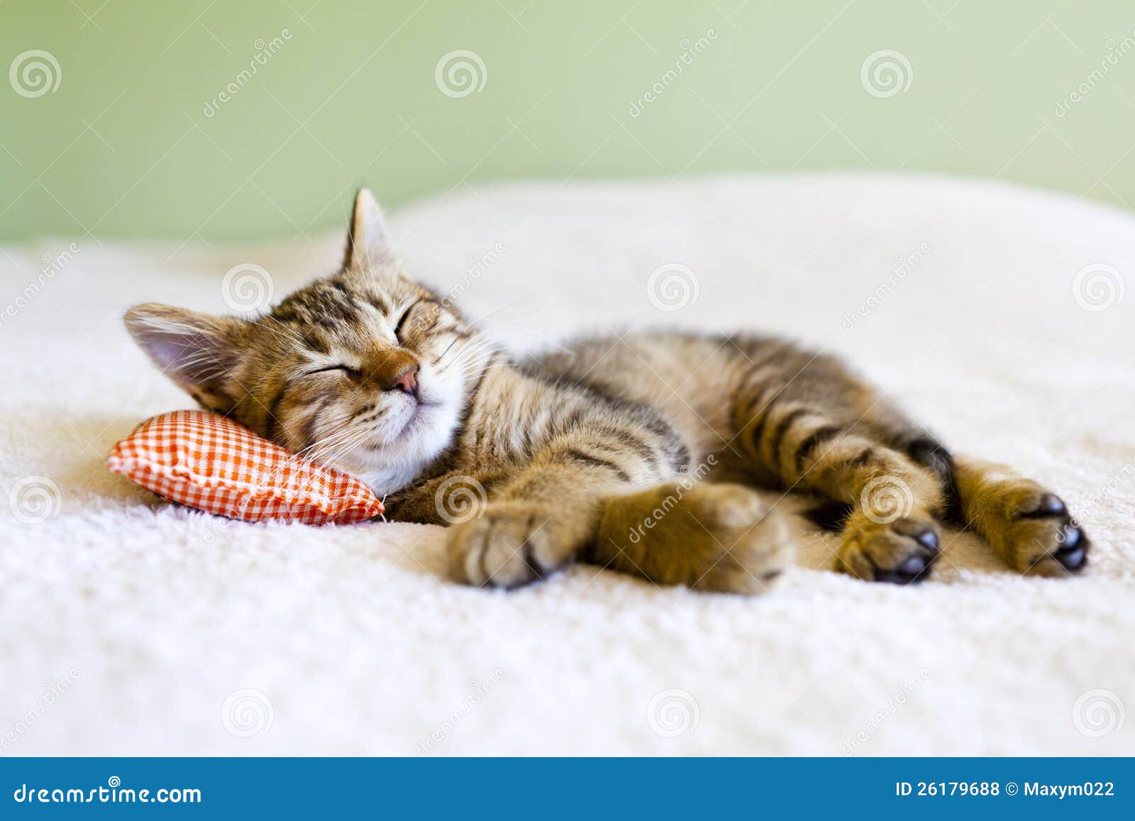 Small Kitty stock photo. Image of portrait, charming - 26179688