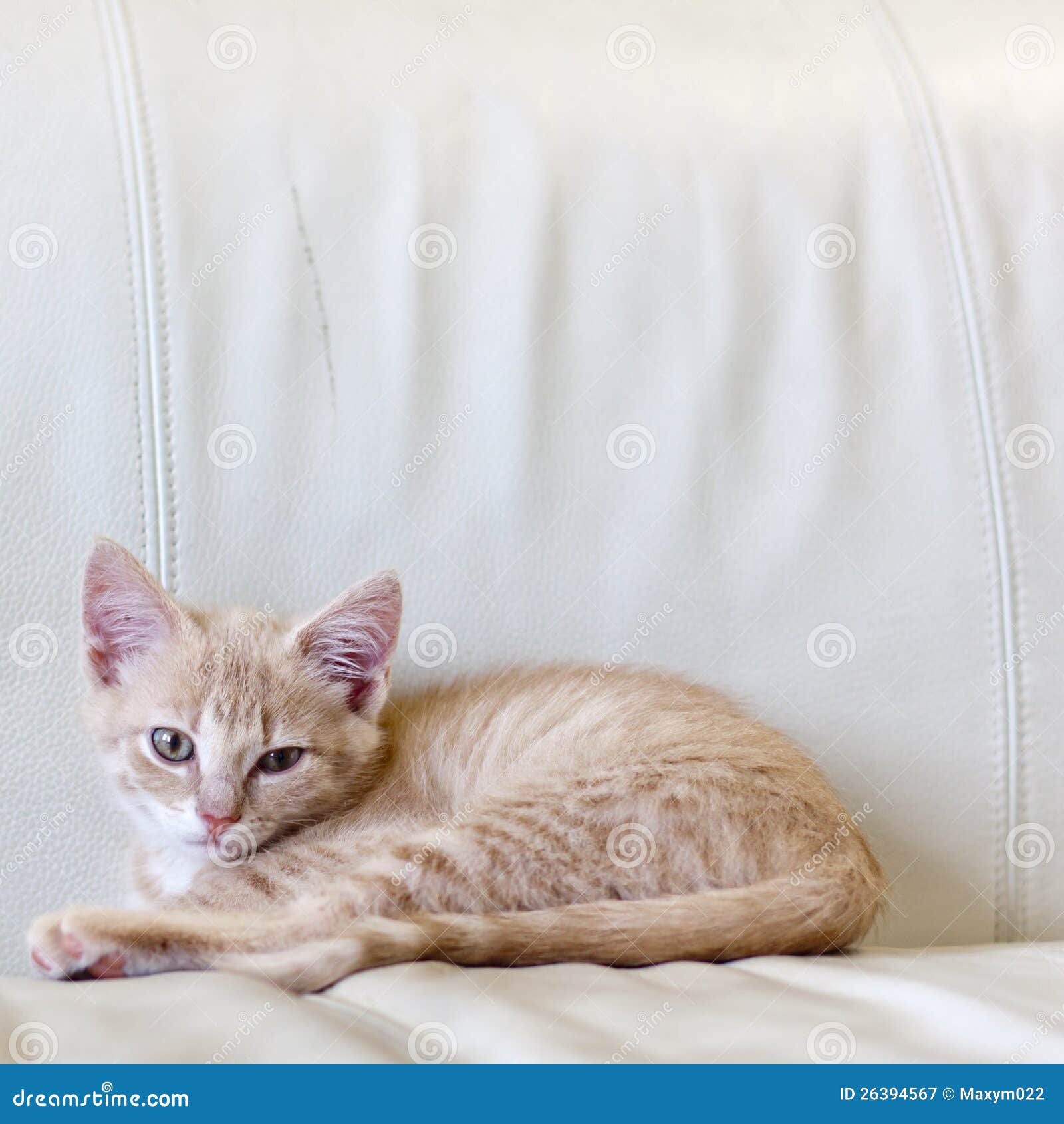 Small Kitty stock image. Image of white, scratch, funny - 26394567