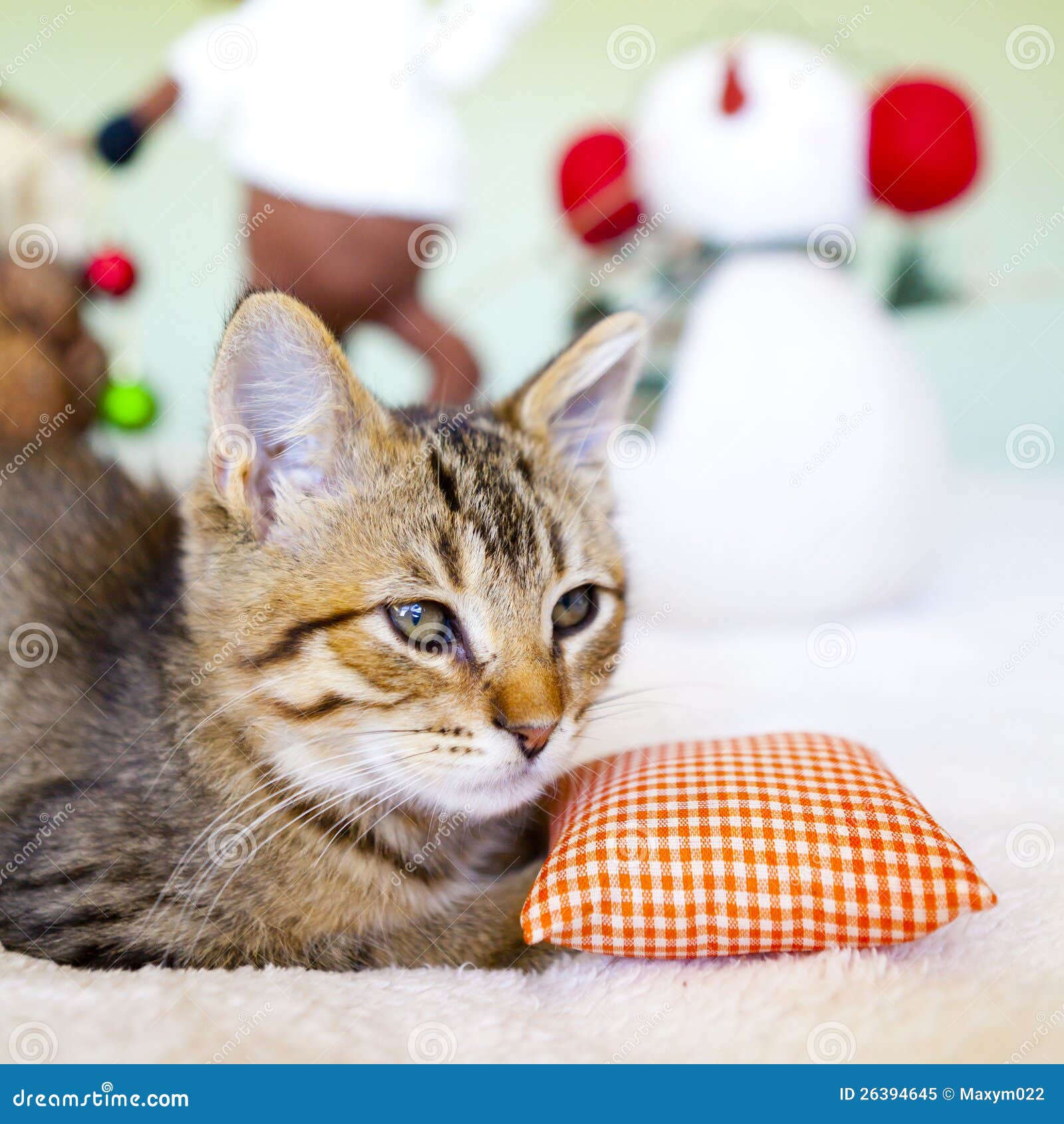 Small Kitty stock image. Image of animals, feline, beautiful - 26394645