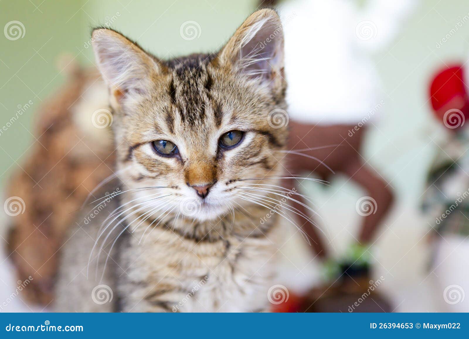 Small Kitty stock image. Image of kitty, playful, love - 26394653