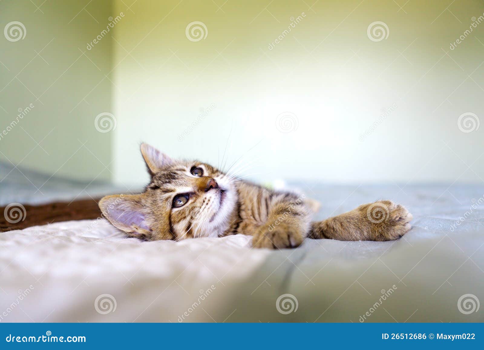 Small Kitty stock photo. Image of interior, puss, beauty - 26512686