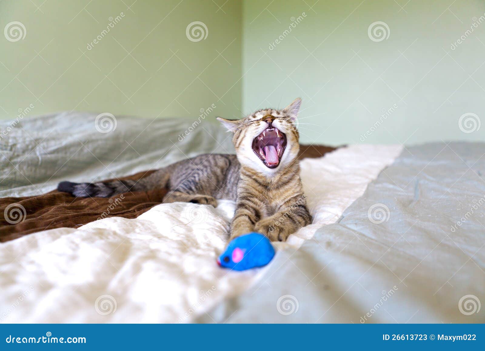 Small Kitty stock image. Image of cute, kitty, animal - 26613723