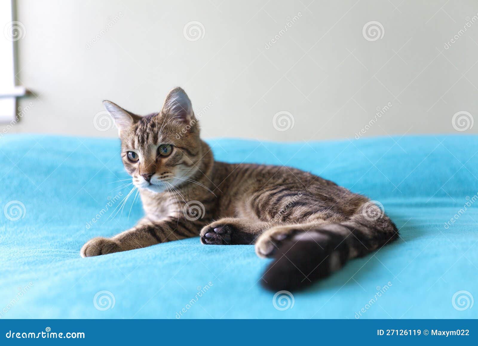 Small Kitty stock image. Image of comfortable, furry - 27126119