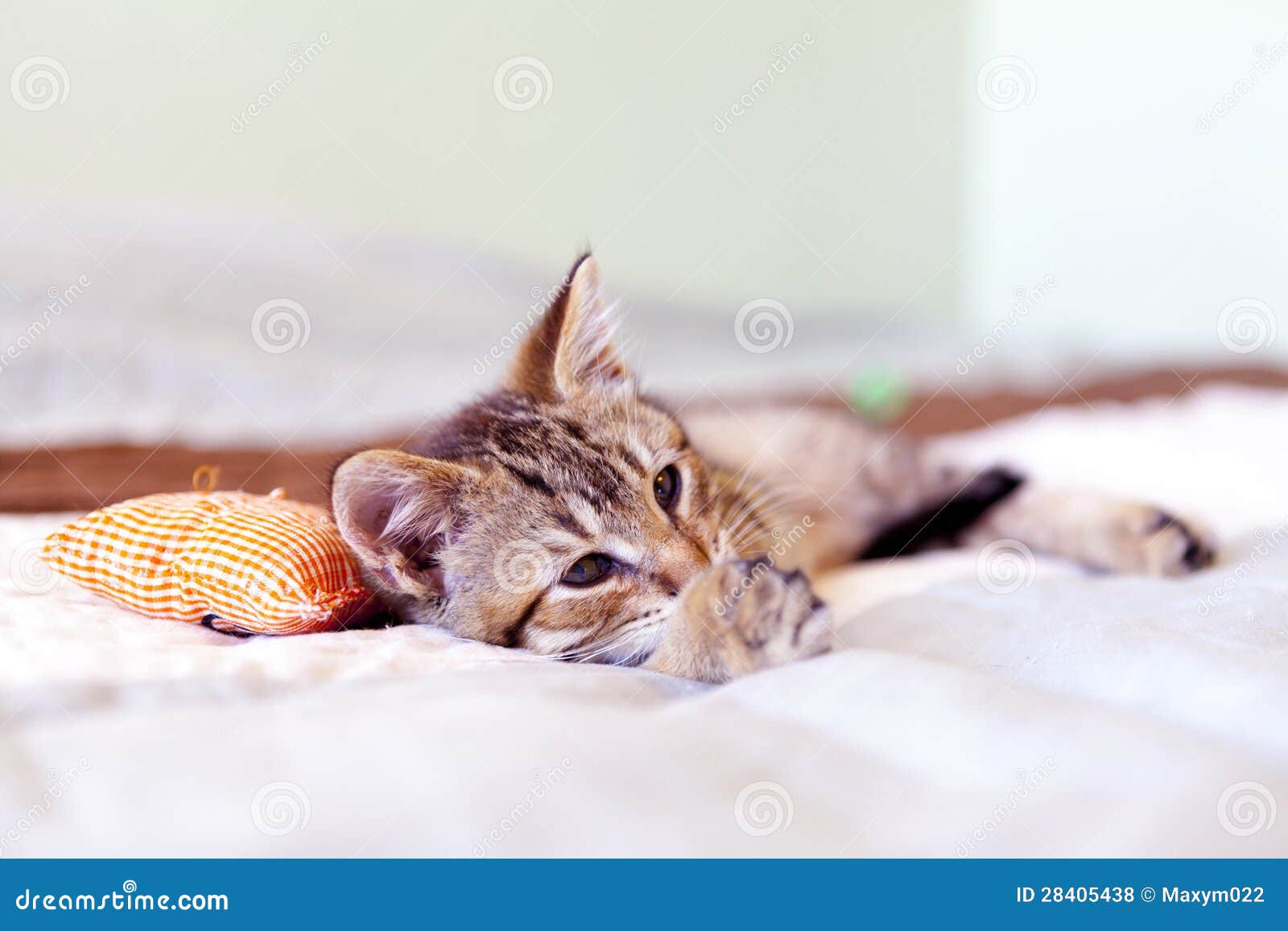 Small Kitty stock photo. Image of kitty, lovely, pillow - 28405438