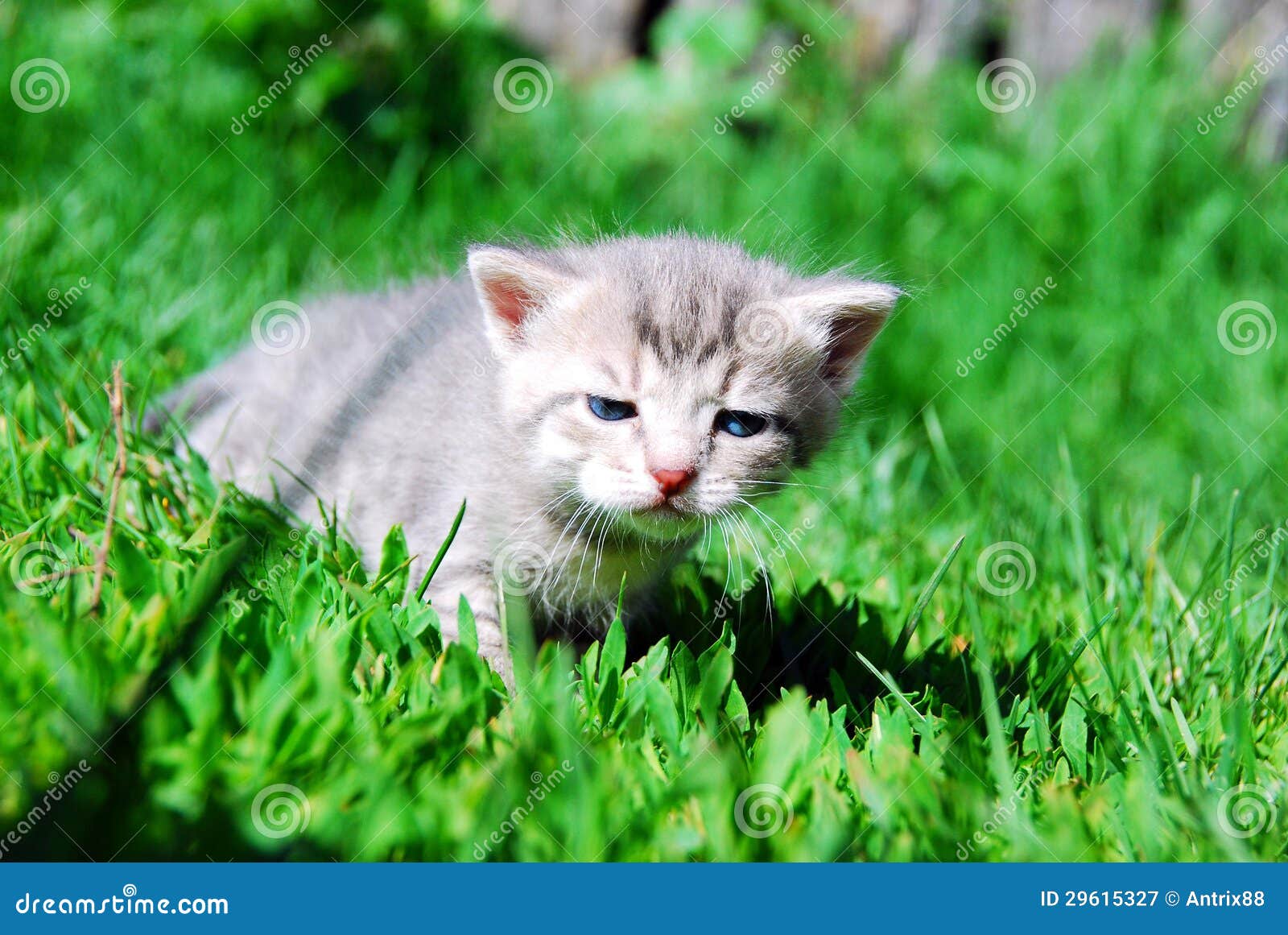 Small Kitty stock image. Image of blue, soft, kitten - 29615327