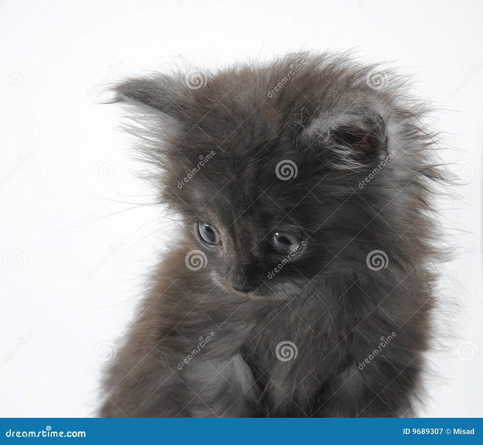 Small Kitty Picture. Image: 9689307