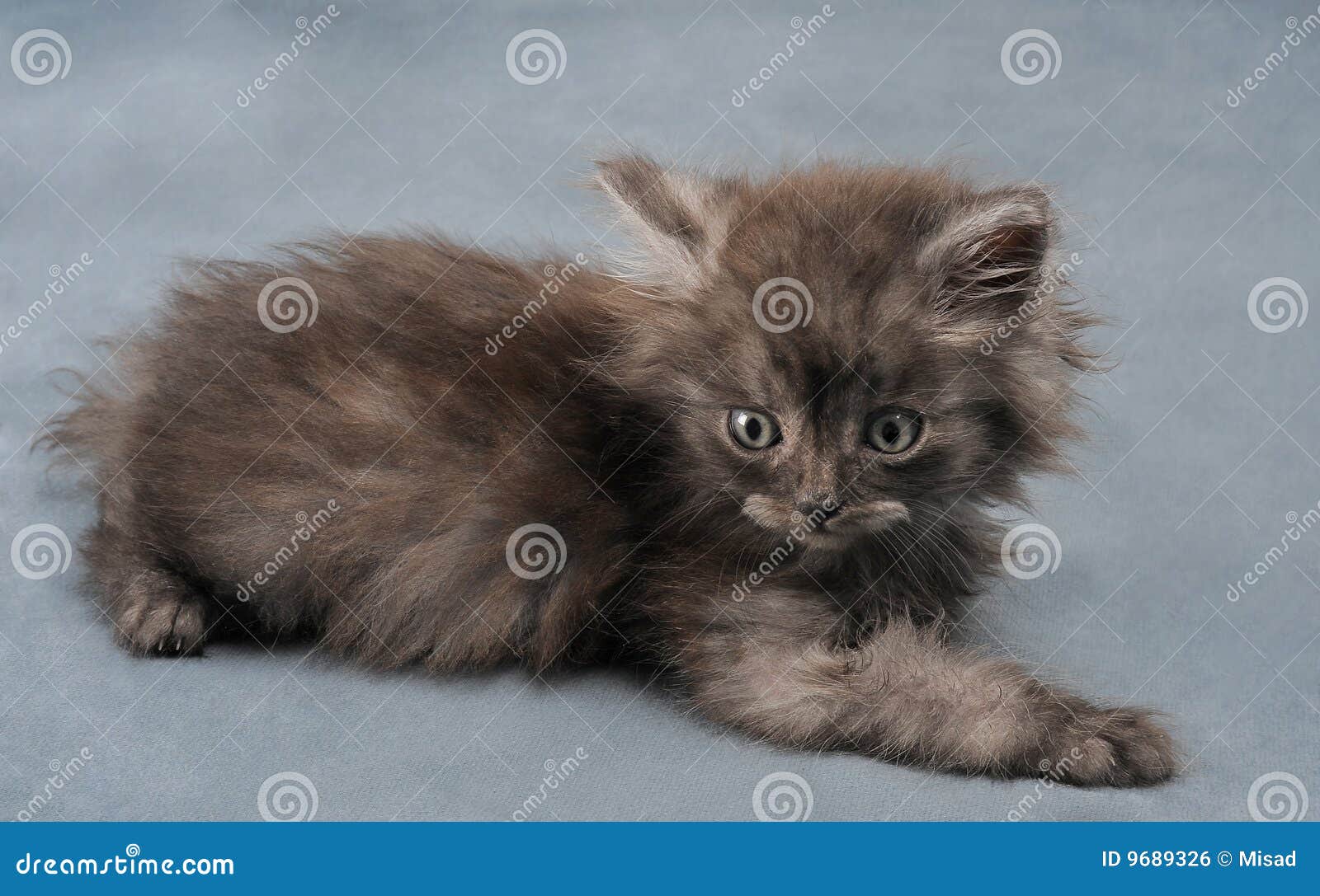 Small Kitty Picture. Image: 9689326