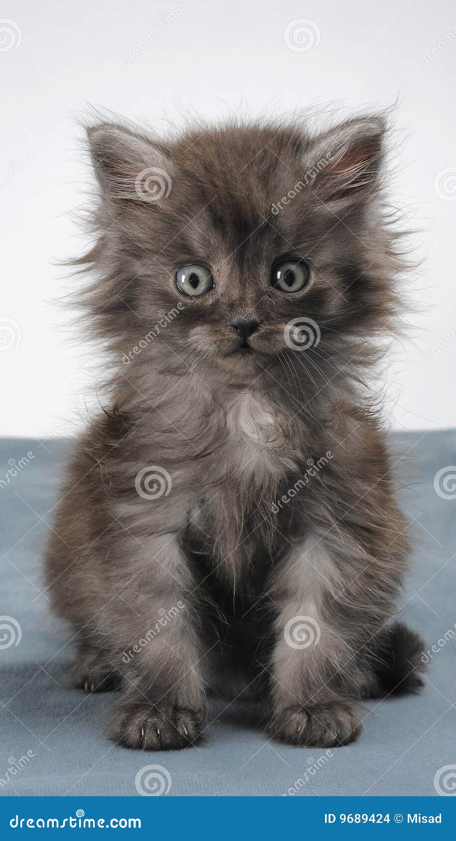 Small kitty stock photo. Image of eyes, surprised, posing - 9689424