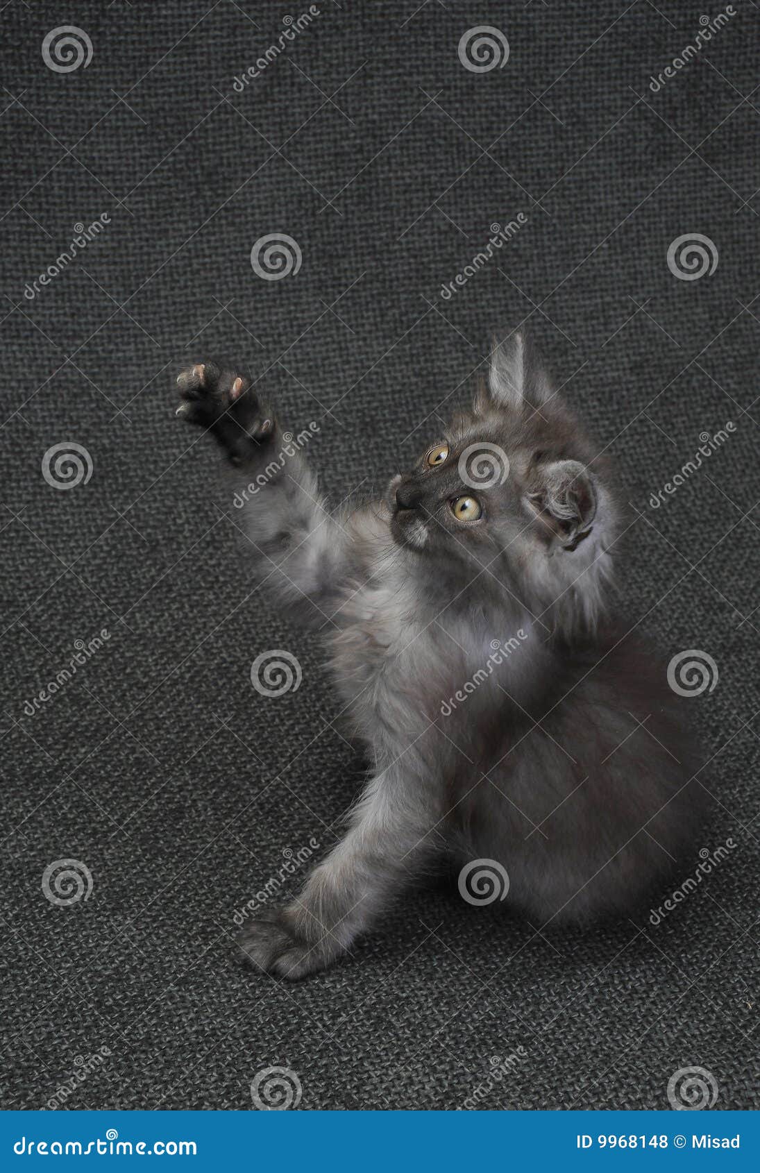 Small Kitty Picture. Image: 9968148