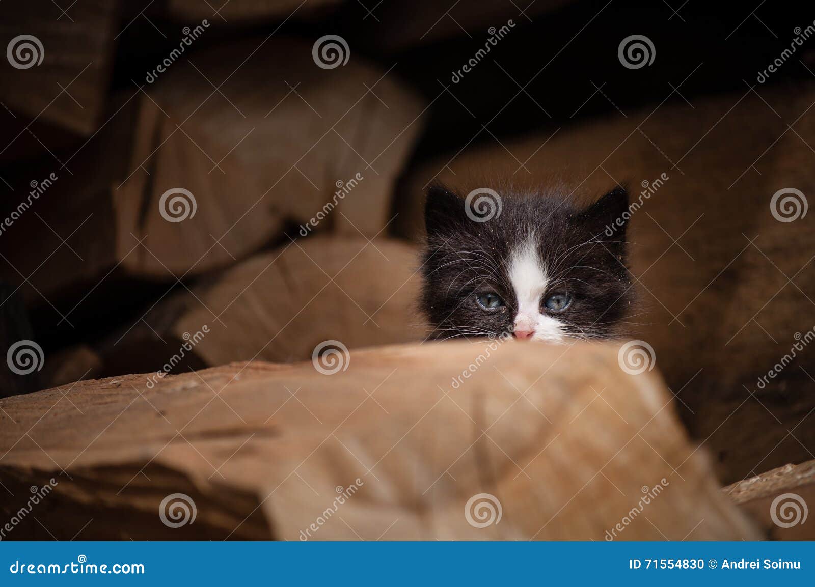 Shy Kitten Hiding in a Pile of Wood Stock Photo - Image of outdoor ...