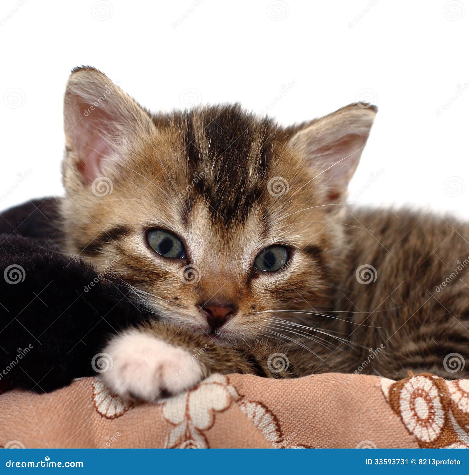 Small Kitty stock image. Image of funny, relax, baby - 33593731