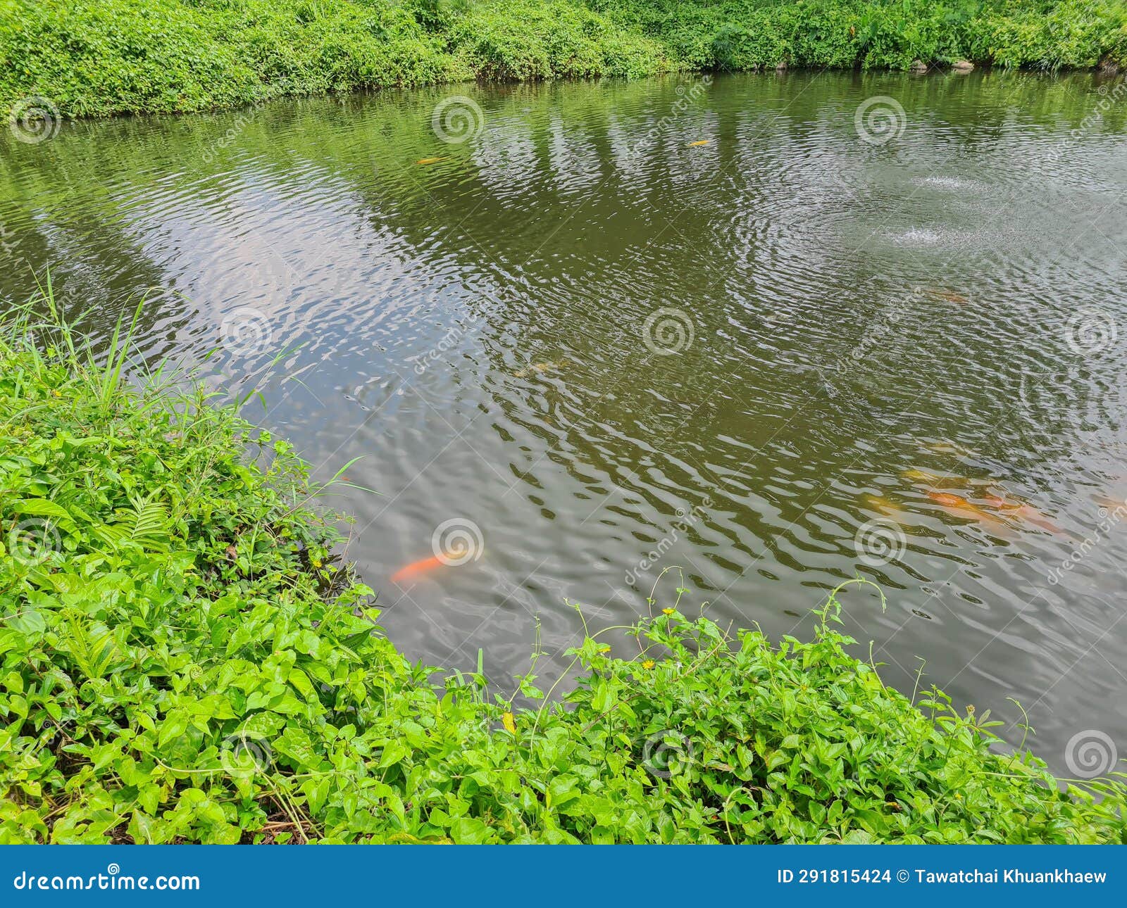 Small Koi Fish in a Pond Near the Surface of the Water Surrounded by ...