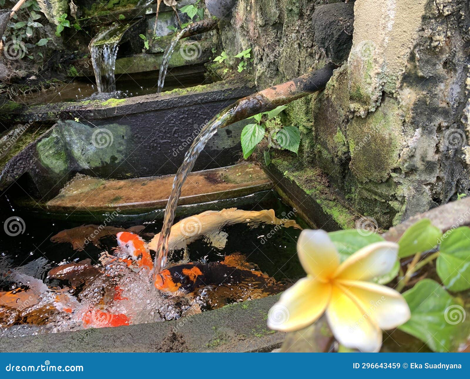 Small koi pond stock image. Image of small, water, pond - 296643459