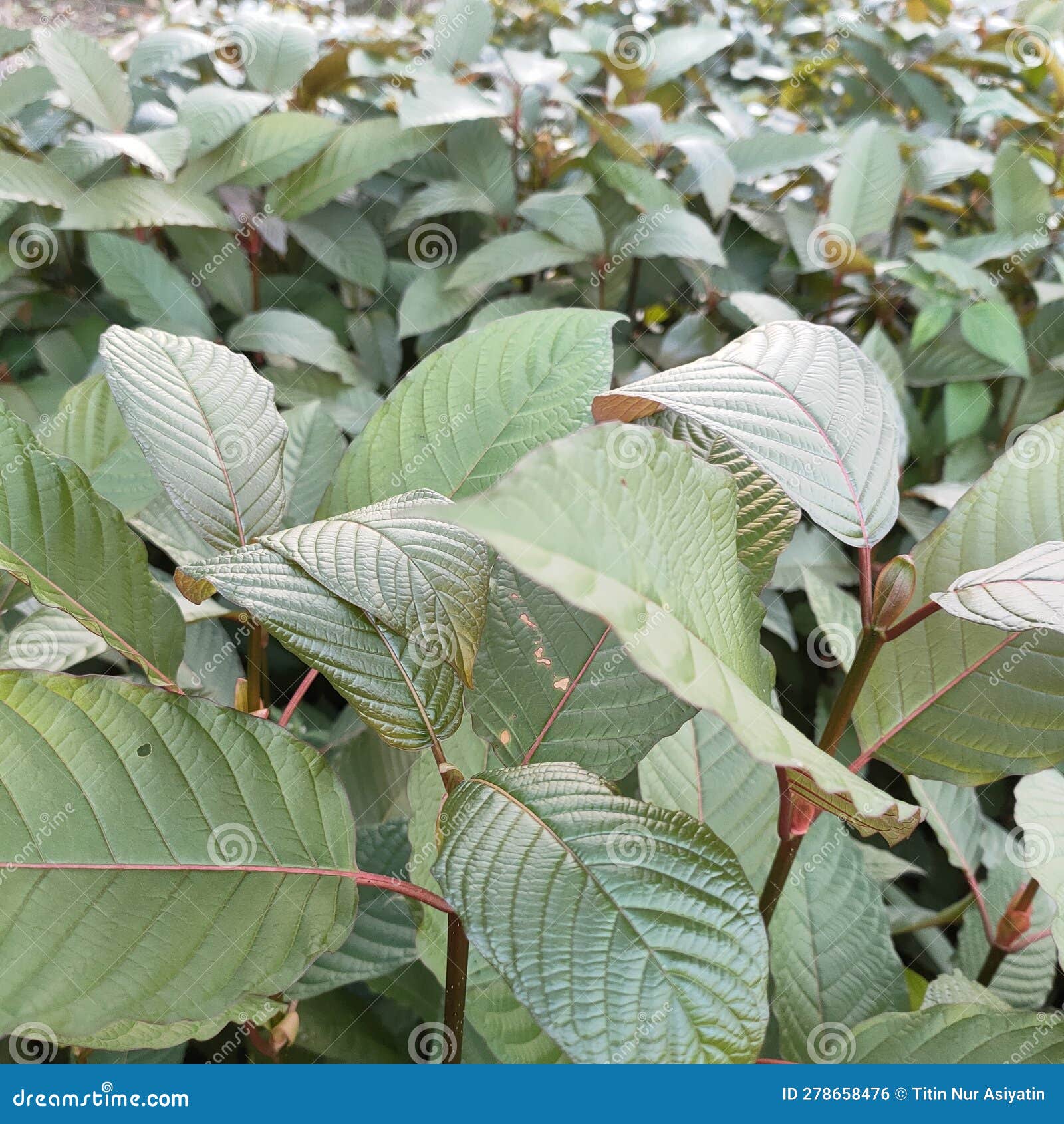 Small Kratom Trees in the Kratom Nursery Stock Photo - Image of plant ...