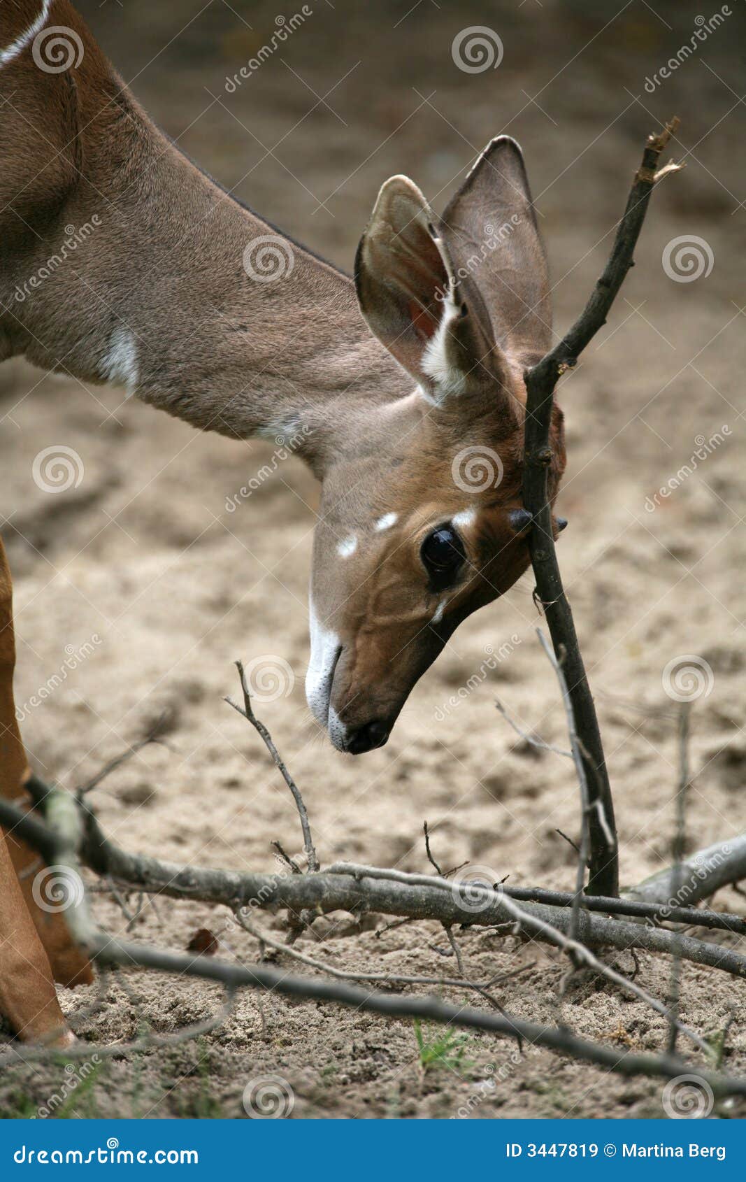 Small Kudu stock image. Image of nose, antelope, savannah - 3447819