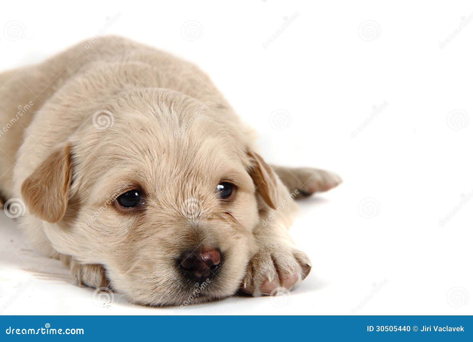 Small labrador dog stock photo. Image of cute, young - 30505440