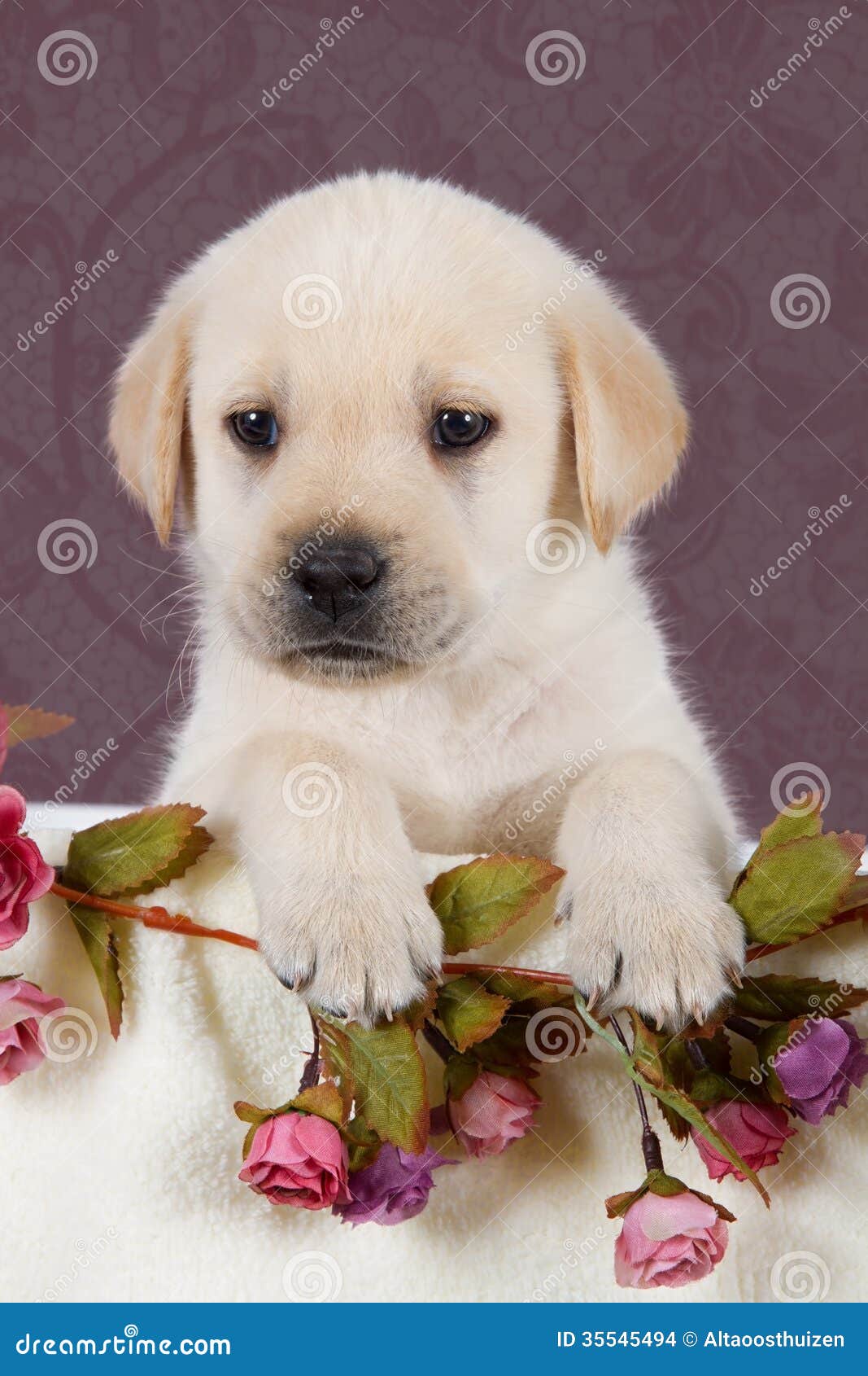 Small Labrador Puppy with Flowers in Blanket on Pink Pattern Stock ...