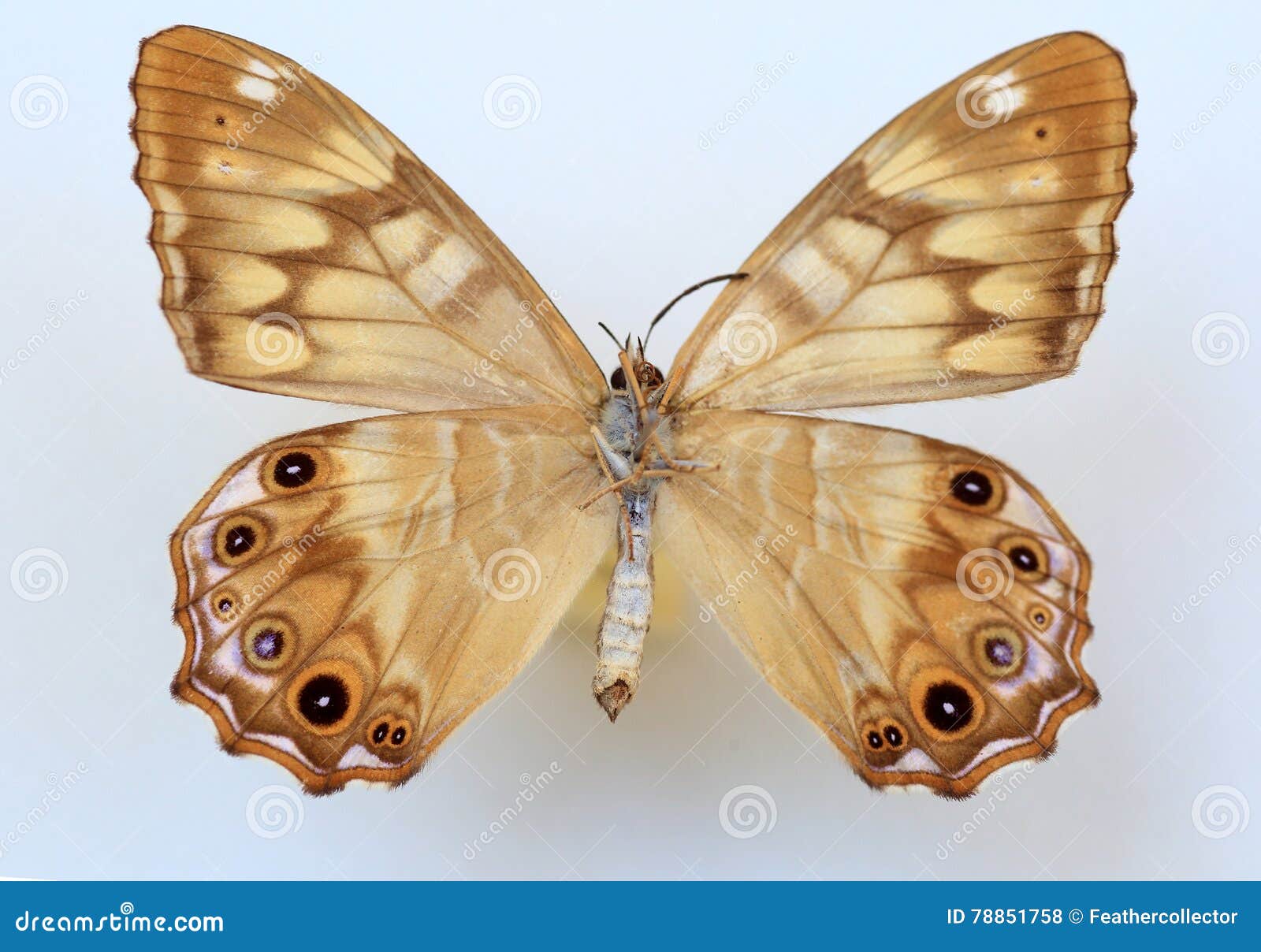 Small Labyrinth stock photo. Image of labyrinthzophoessa - 78851758