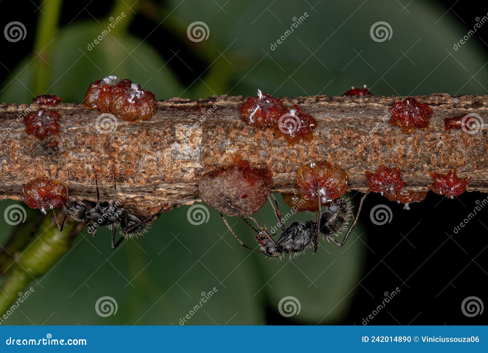 Small Lacquer-producing Mealybugs Stock Photo - Image of insecta ...