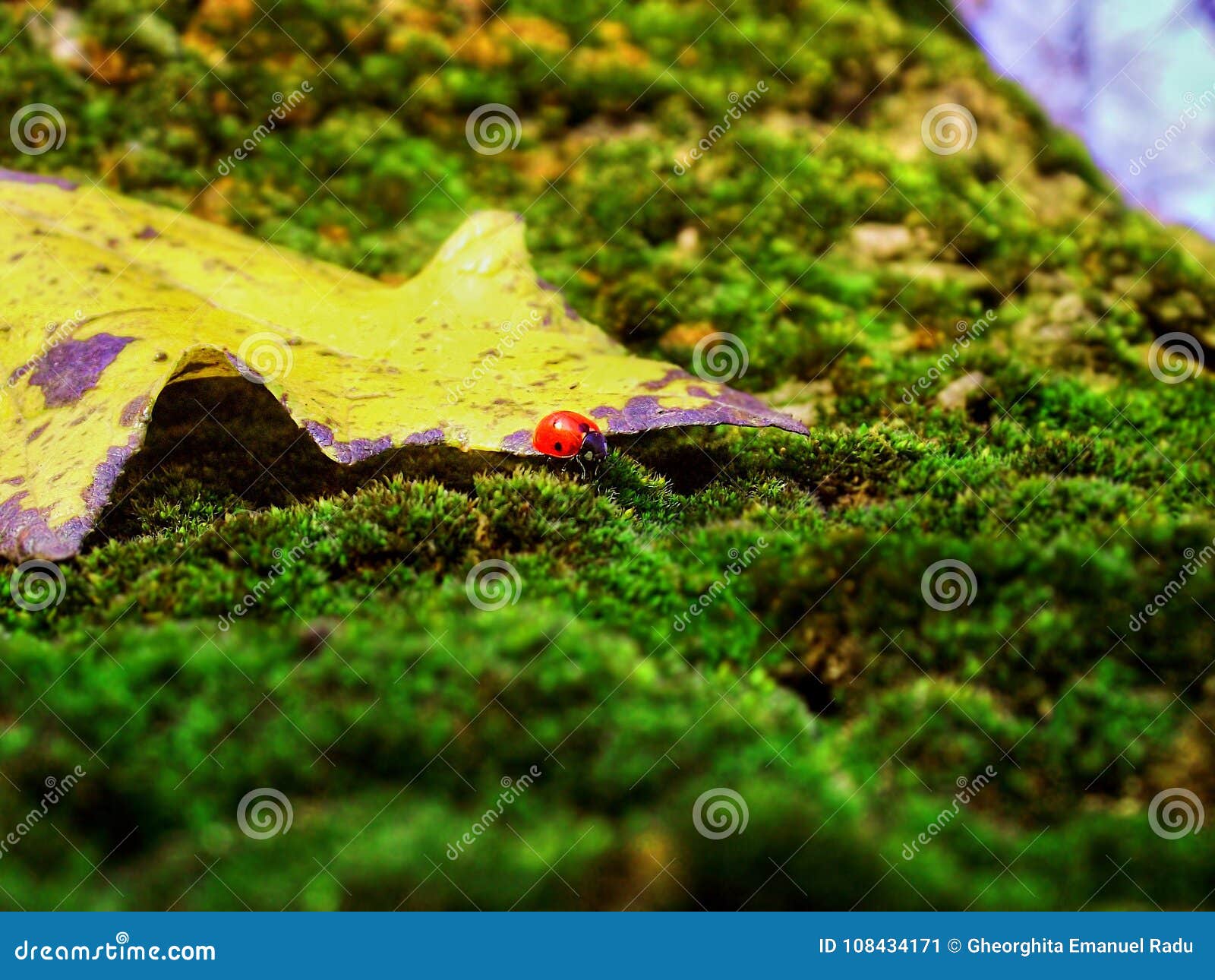 Small lady bug stock image. Image of rays, moss, green - 108434171