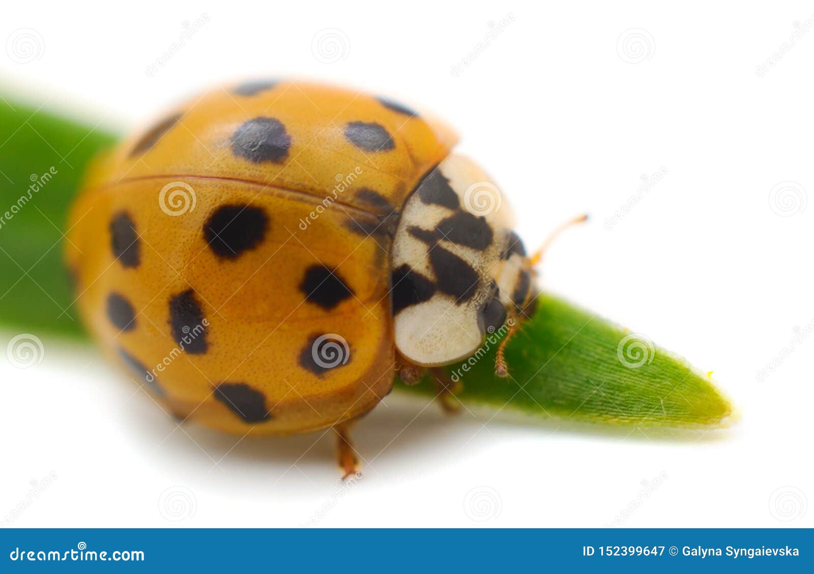 Ladybird Isolated Stock Photos - Download 2,650 Royalty Free Photos