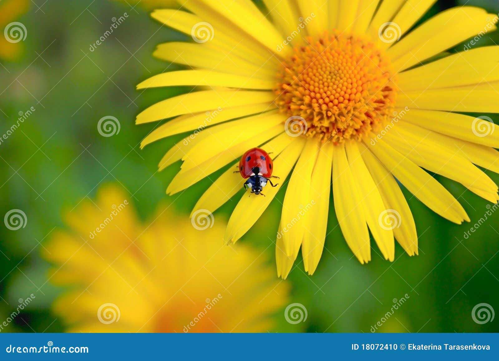 Small ladybug stock photo. Image of flower, petal, small - 18072410