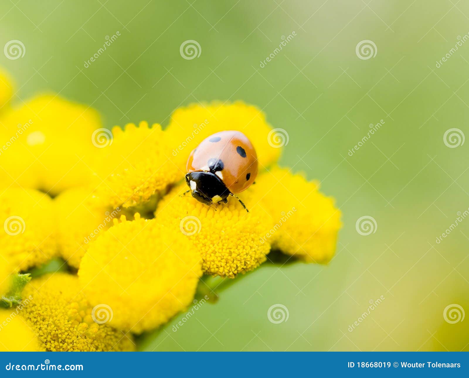 Small ladybug stock image. Image of botany, natural, macro - 18668019
