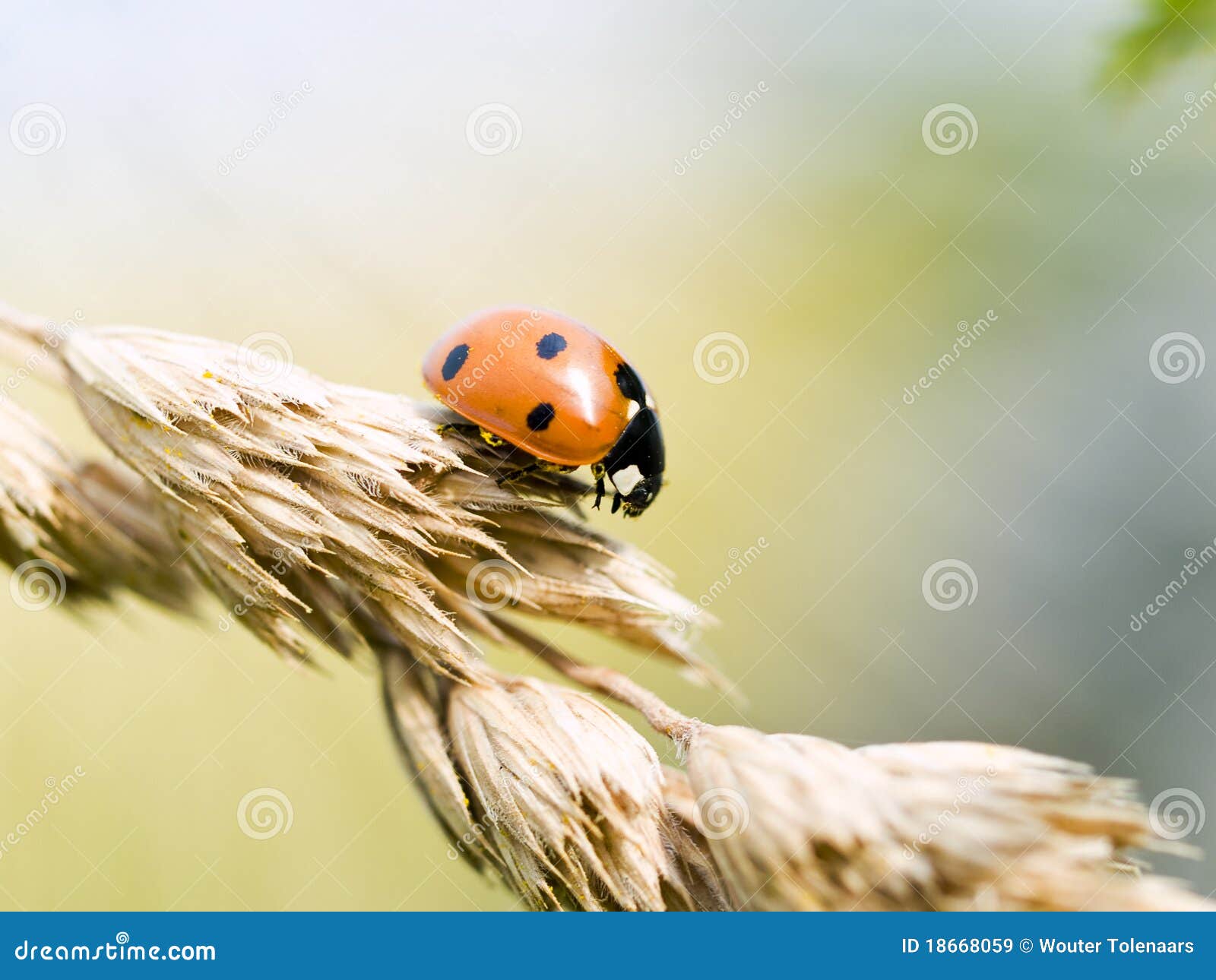 Small ladybug stock image. Image of fresh, environment - 18668059
