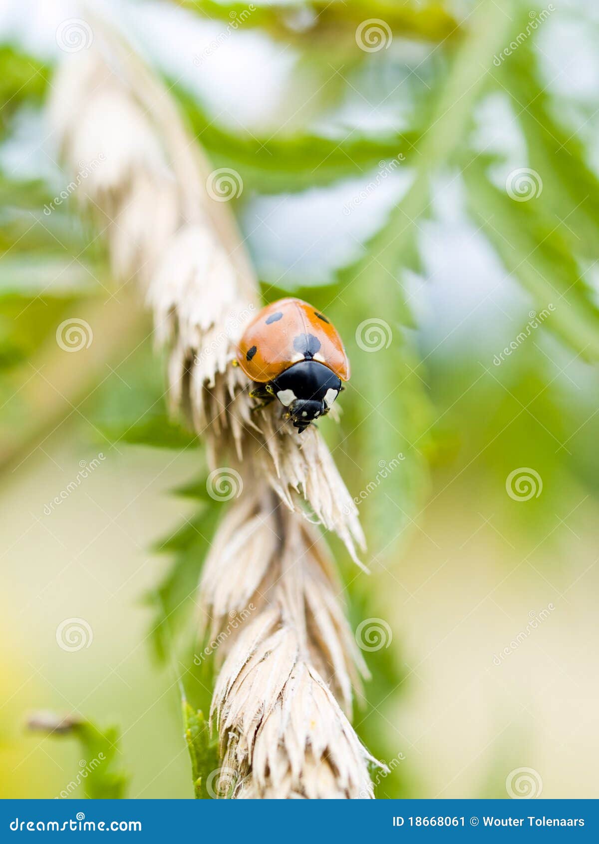 Small ladybug stock image. Image of botany, macro, natural - 18668061