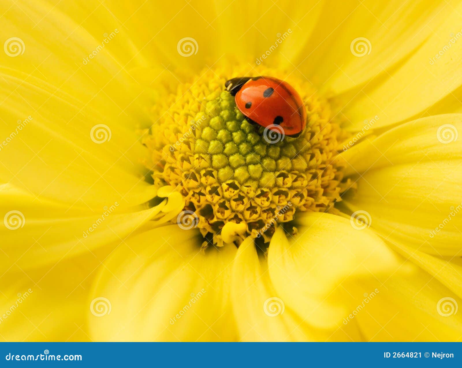 Small ladybug stock image. Image of nature, flower, copy - 2664821