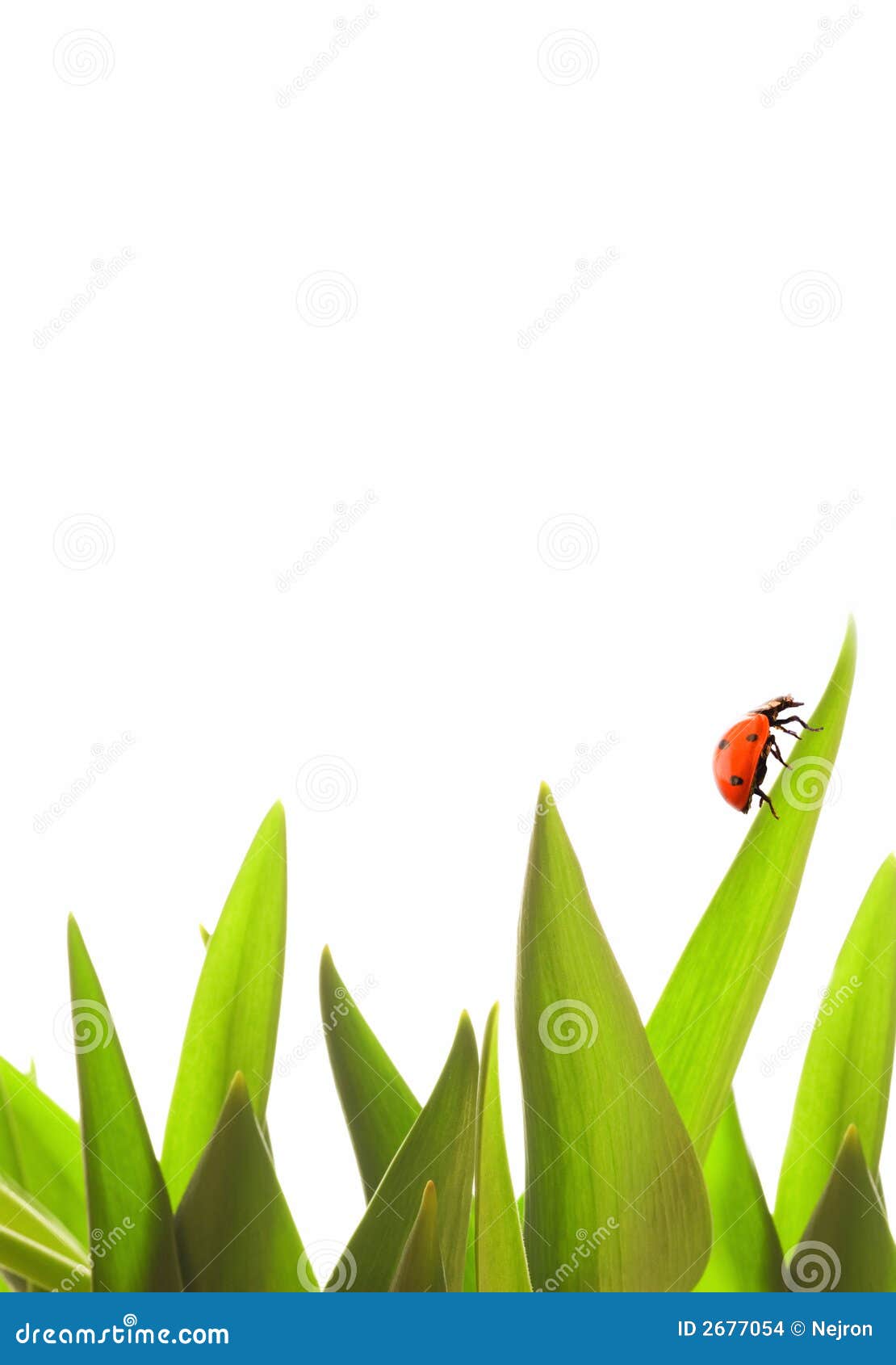 Small ladybug stock photo. Image of green, ecology, close - 2677054