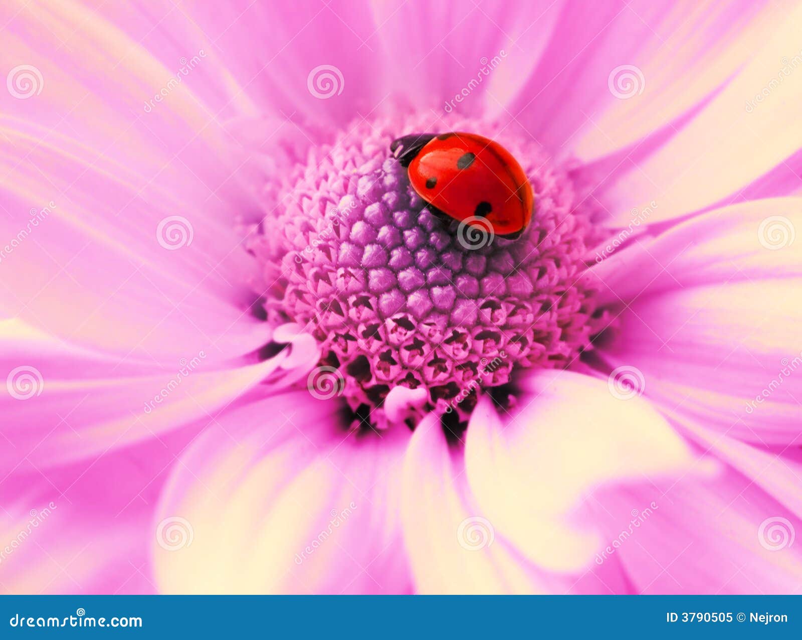 Small ladybug stock image. Image of dots, concept, garden - 3790505