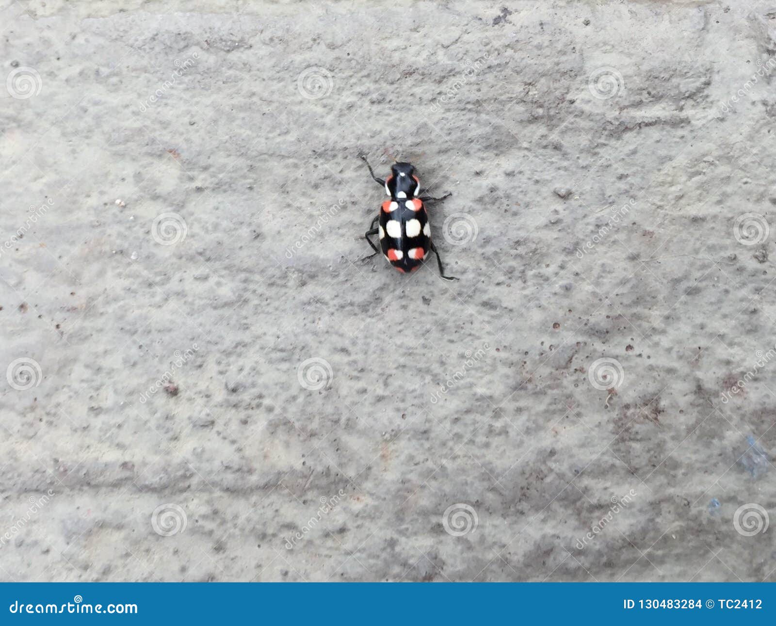 Small Ladybug on a Concrete Floor Stock Photo - Image of black, white ...