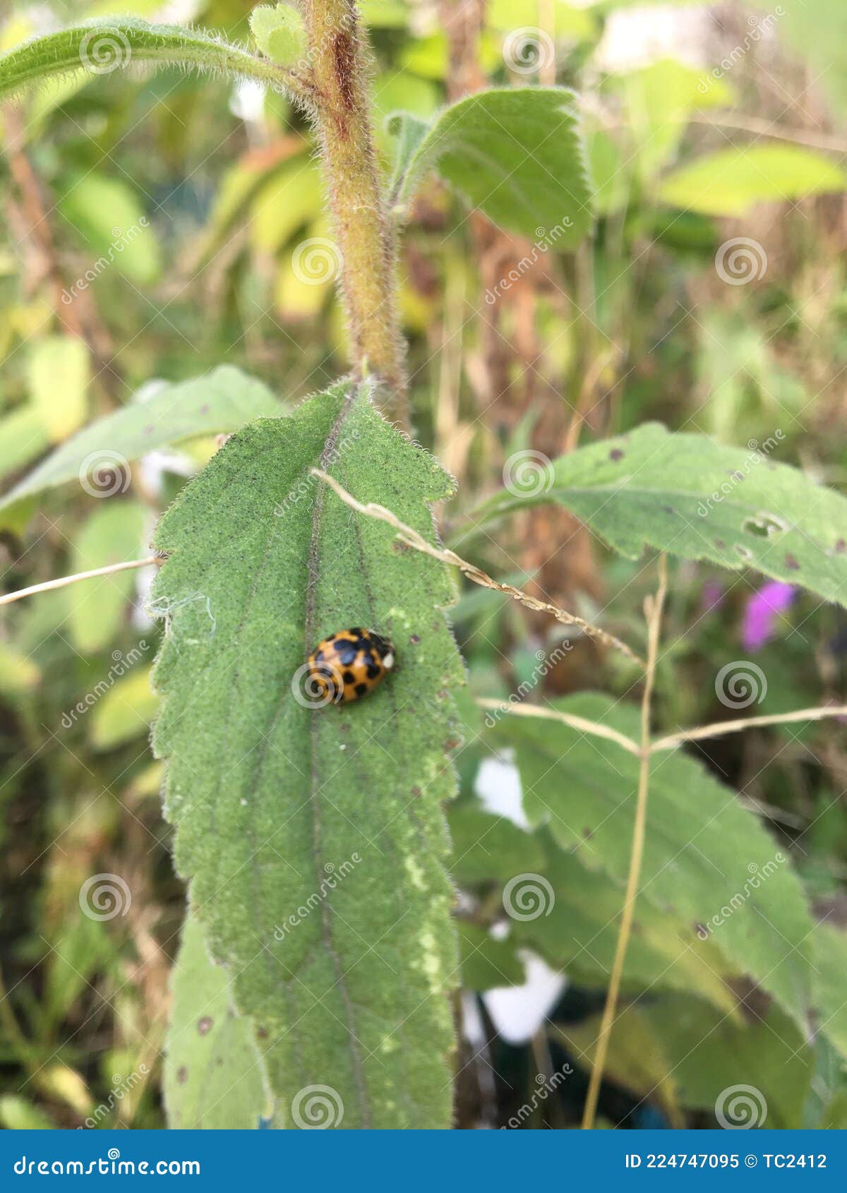 Ladybug stock image. Image of ecology, small, botany - 224747095
