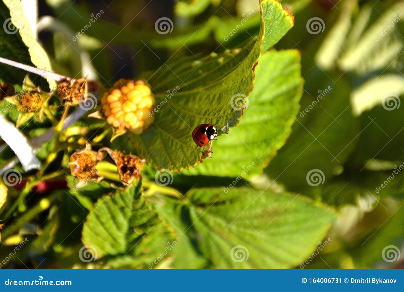 Ladybug Sitting on a Raspberry Leaf Stock Image - Image of small, green ...