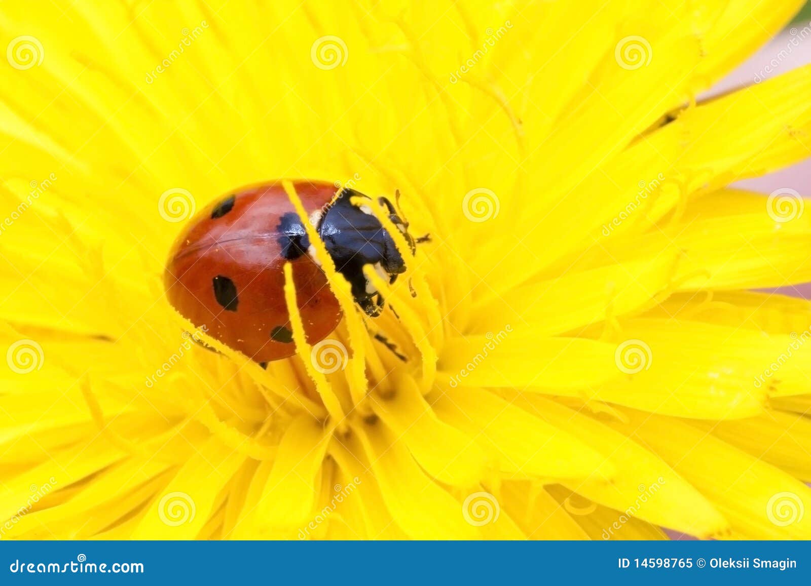 Small Ladybug Sleeping Yellow Flower S Petals Stock Image - Image of ...