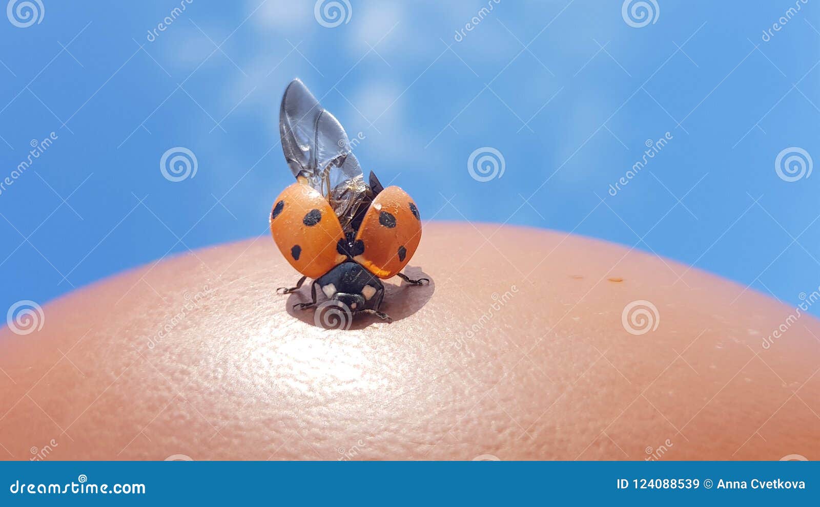 Small Ladybug on Summer Blue Sky Background. Closeup Stock Image ...