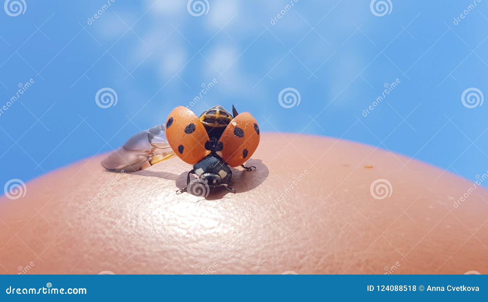 Small Ladybug on Summer Blue Sky Background. Closeup Stock Photo ...