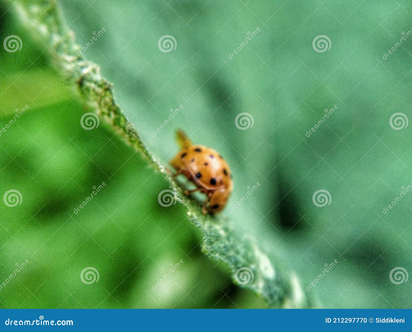 Small Ladybugs on Green Leaves Stock Photo - Image of spider, ladybugs ...