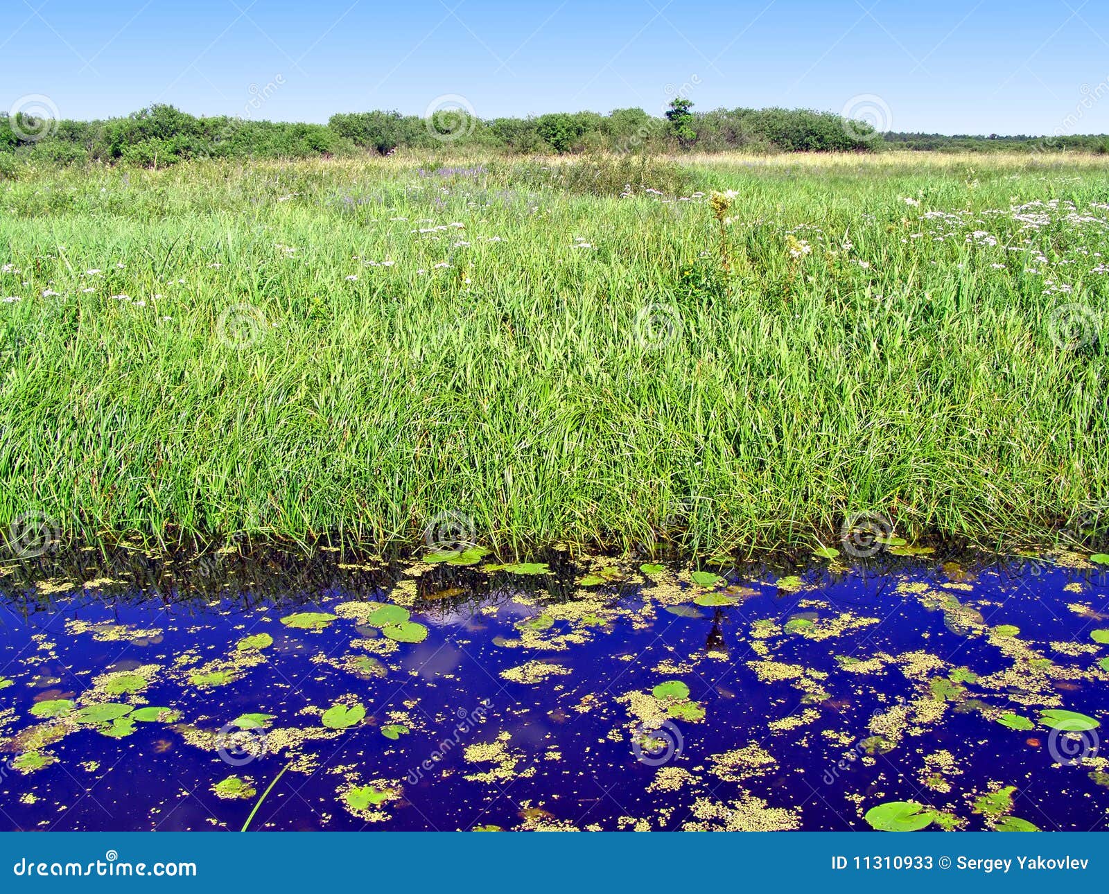 Small lake stock image. Image of ecology, picturesque - 11310933
