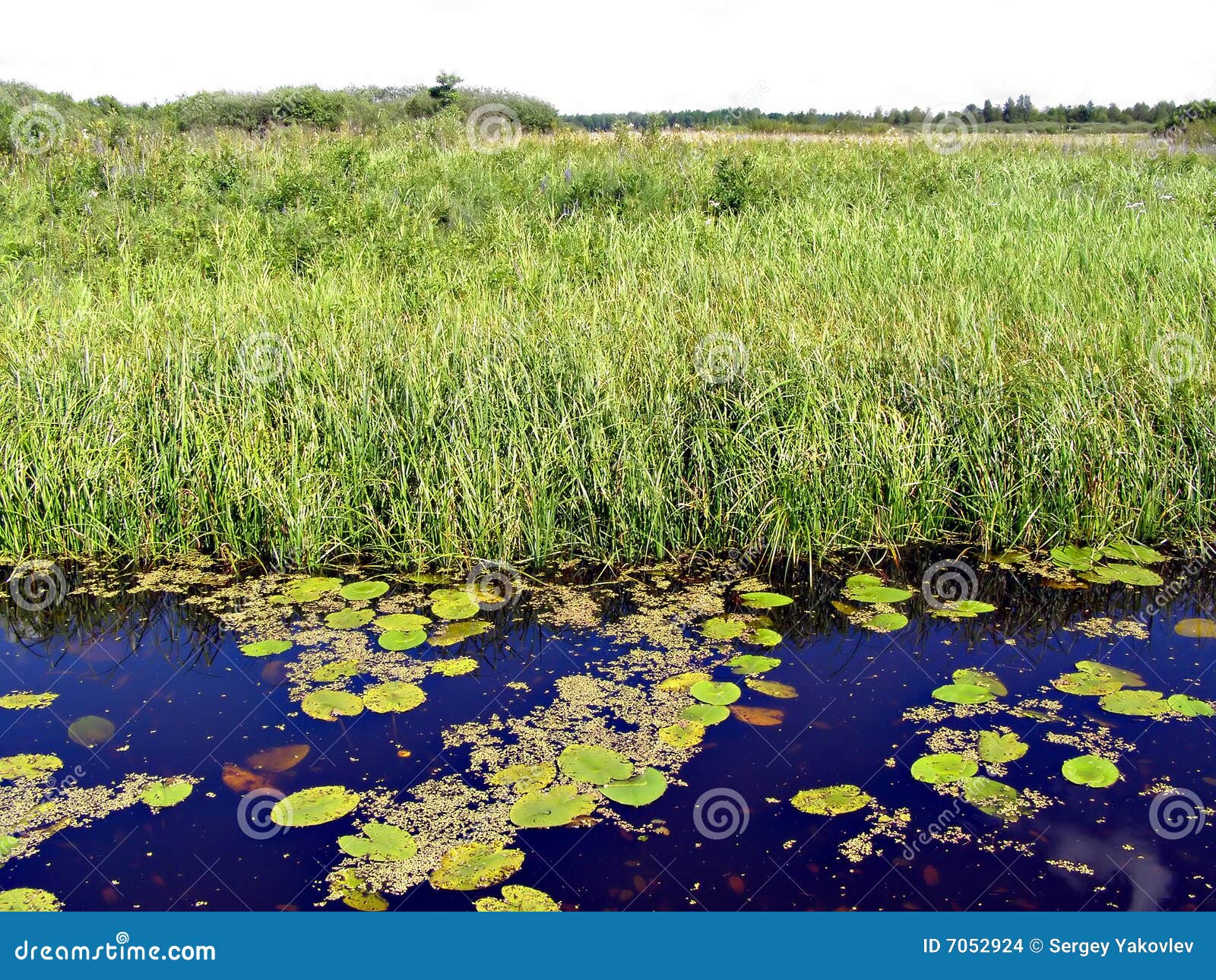 Small lake stock photo. Image of river, environment, landscape - 7052924