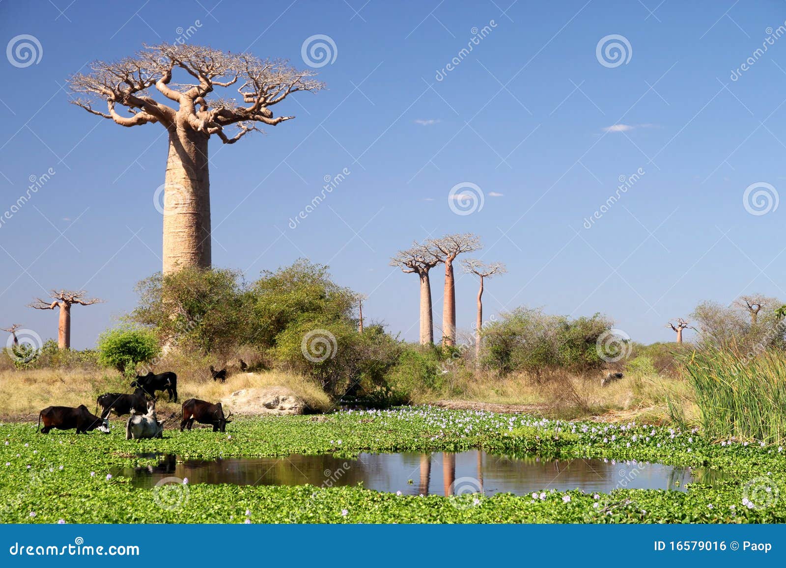 Small lake and baobabs stock photo. Image of colorful - 16579016