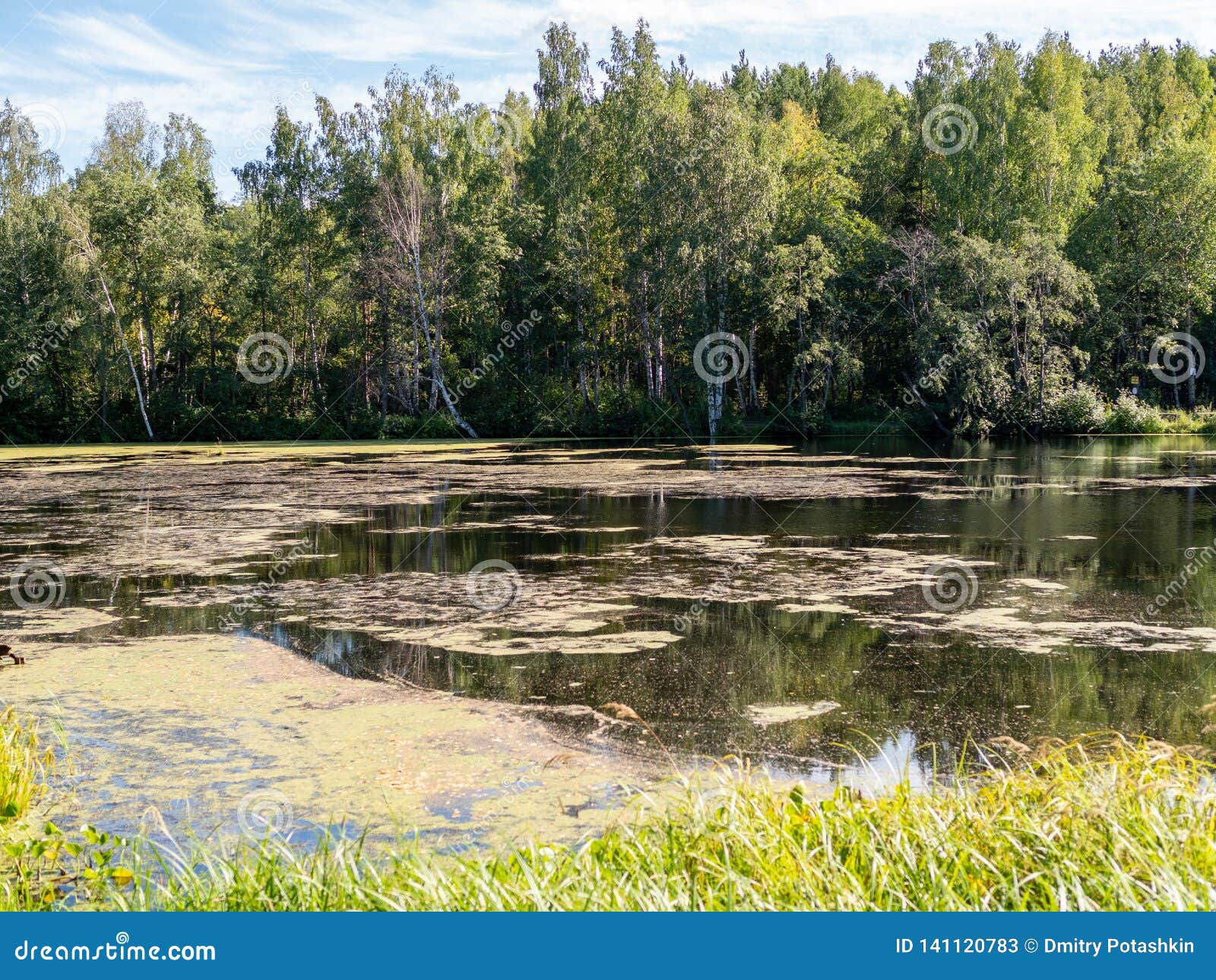 A Small Lake Covered with Mud with a Birch Forest on the Shore Stock ...