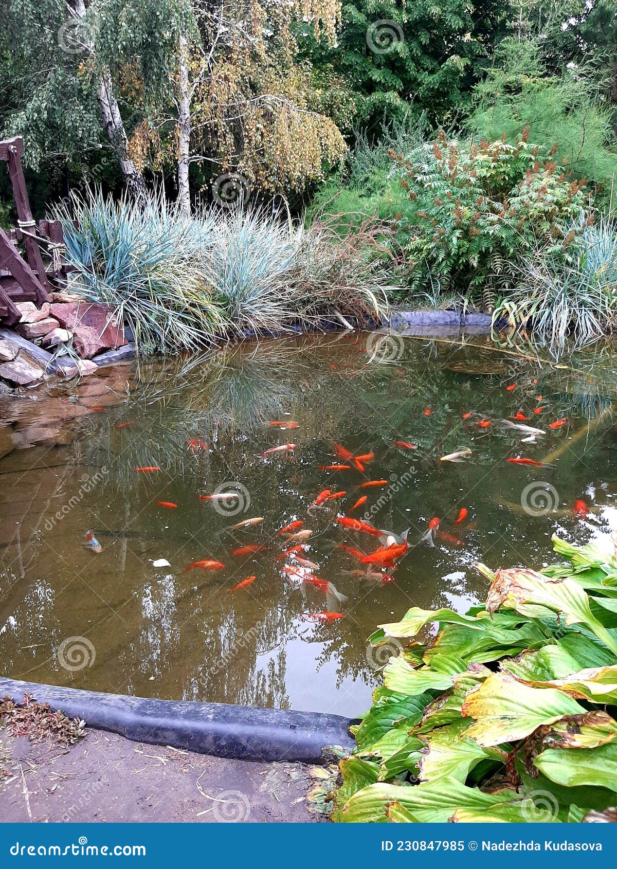 Small lake with fish stock image. Image of plant, flower - 230847985