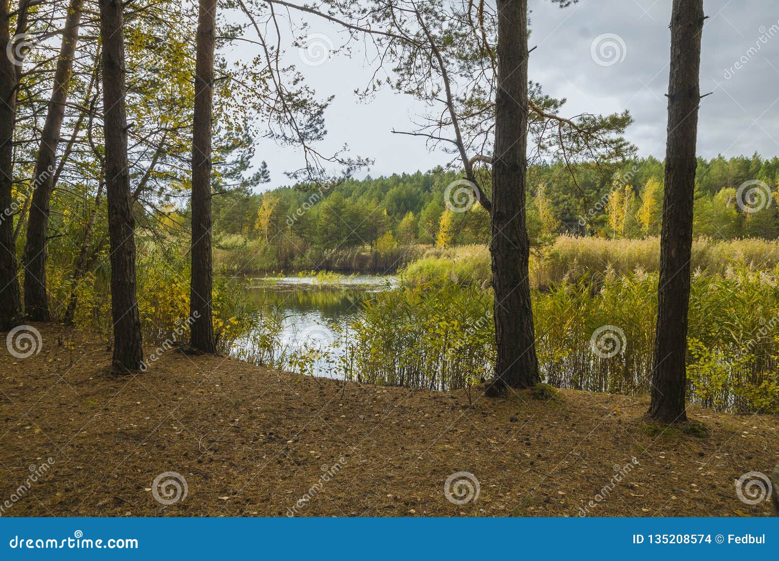 Small Lake in Forest in Autumn Season Stock Photo - Image of tranquil ...