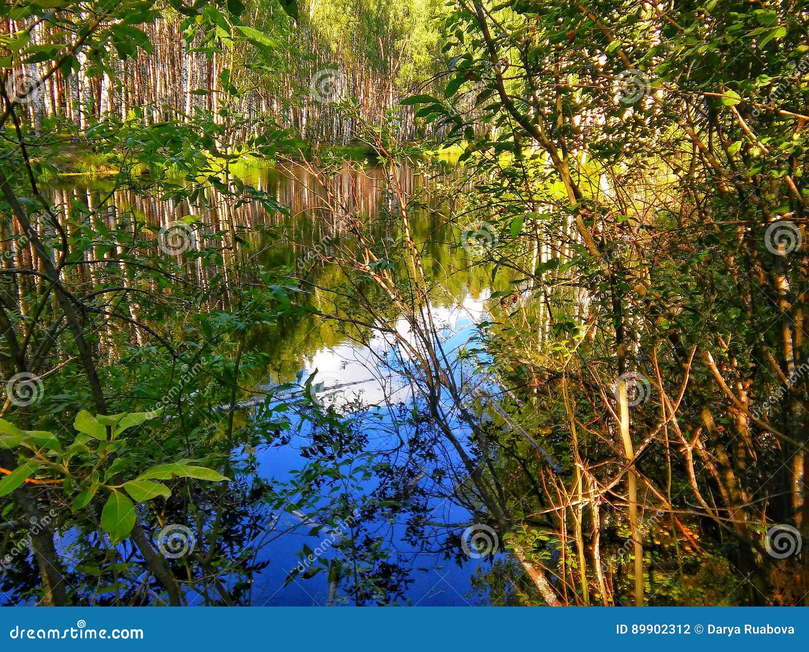 Small lake in forest stock photo. Image of nature, forest - 89902312