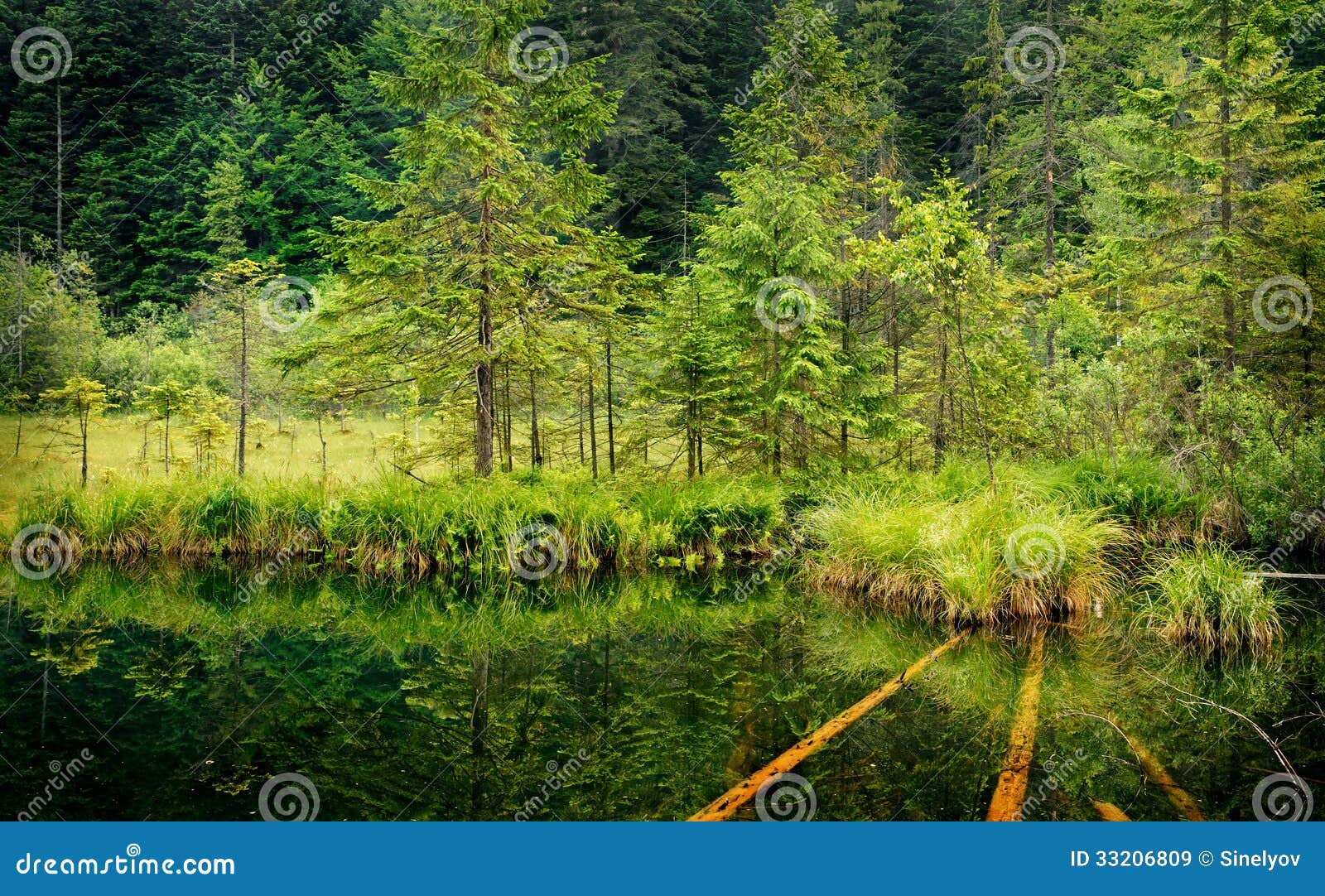 Small lake in forest stock image. Image of environment - 33206809