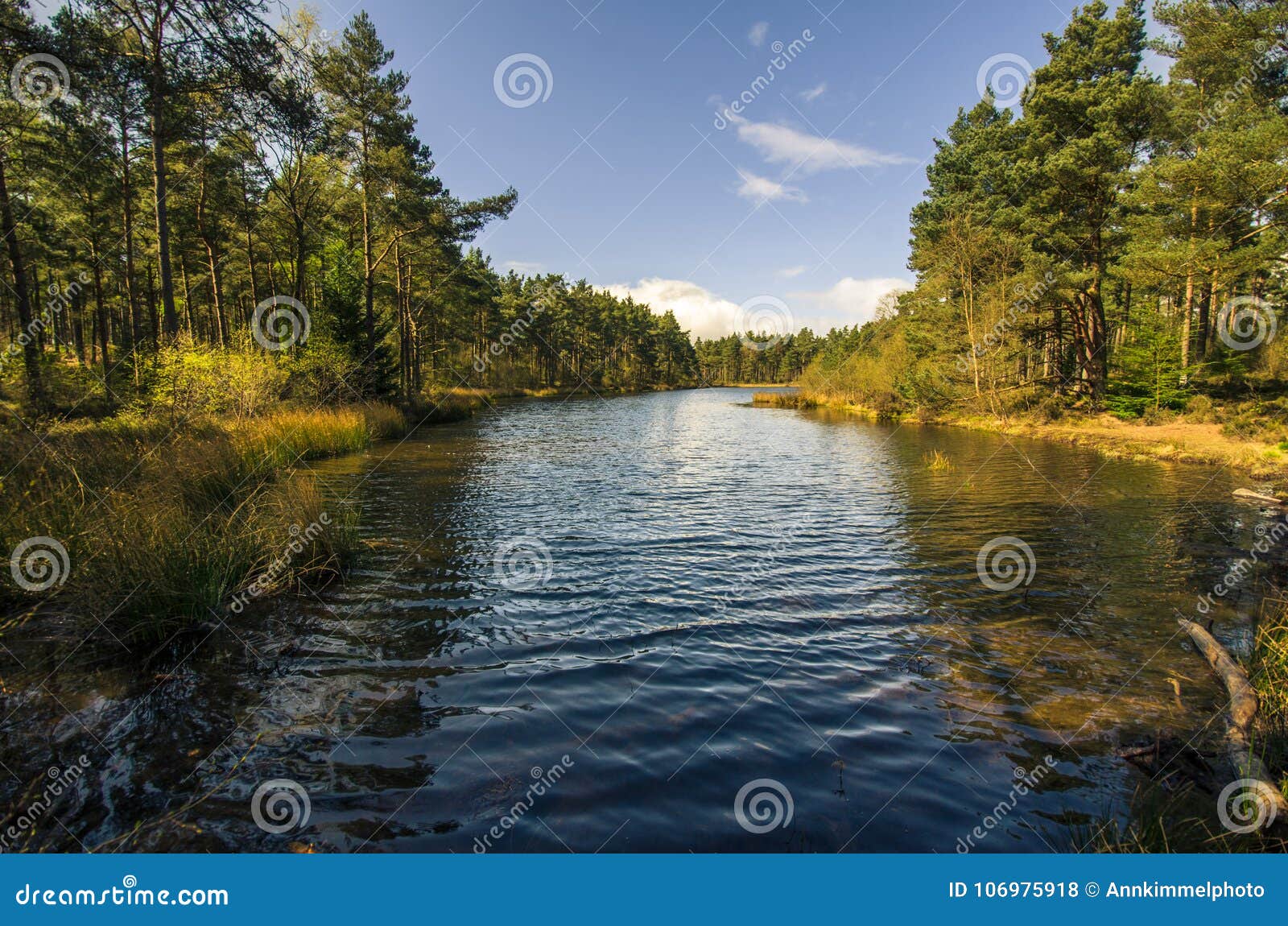 Small Lake in a Forest of Scotland Stock Photo - Image of warm ...